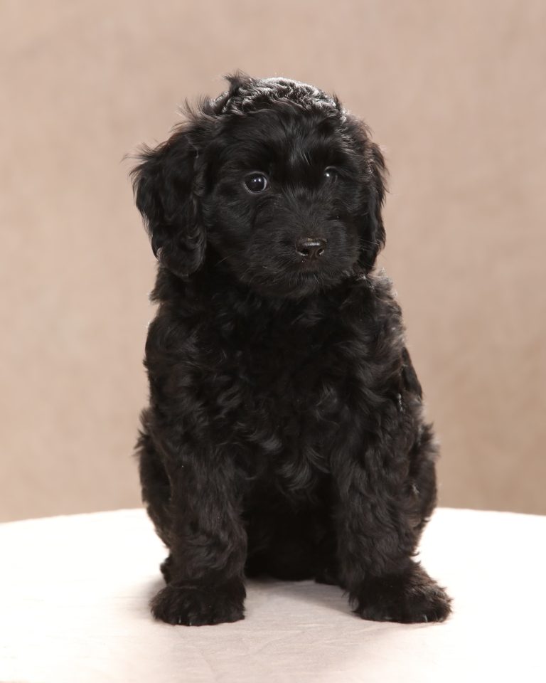 Goldendoodle Appearance - Goldendoodle Association of North America