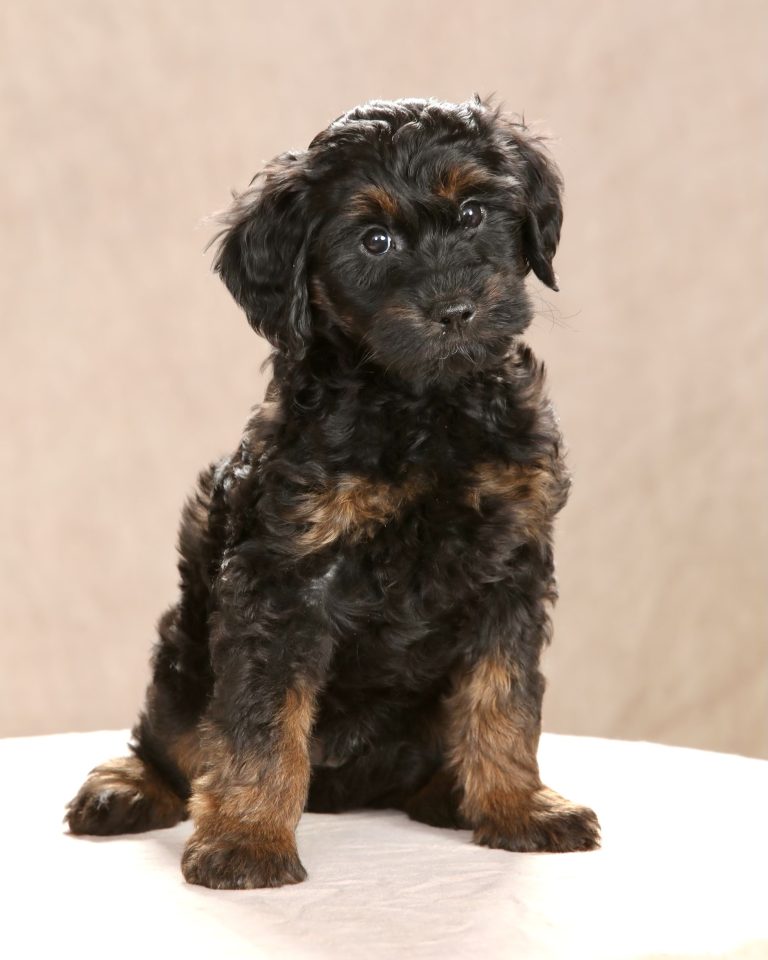 Goldendoodle Appearance - Goldendoodle Association of North America