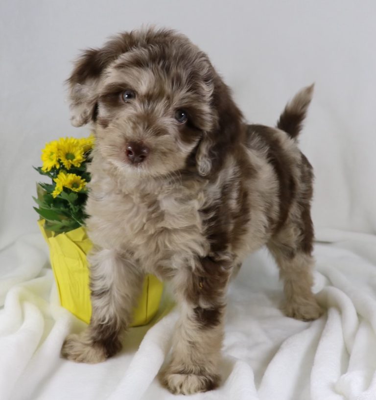 Goldendoodle Appearance - Goldendoodle Association of North America