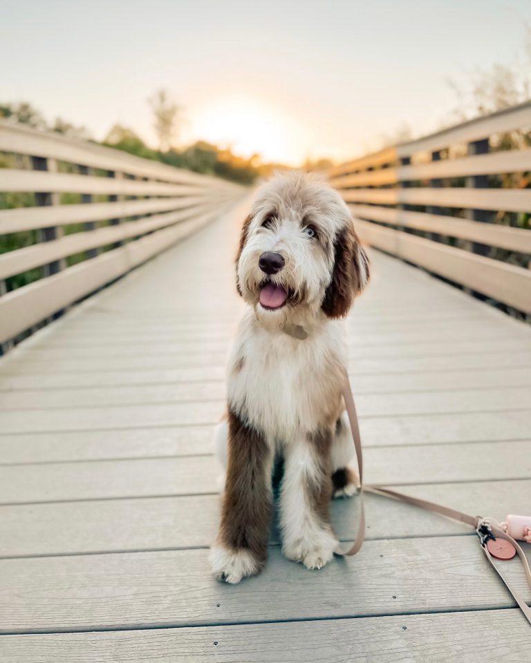 Goldendoodle Appearance - Goldendoodle Association of North America