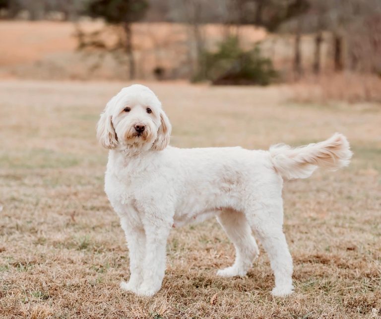 Goldendoodle Appearance - Goldendoodle Association of North America
