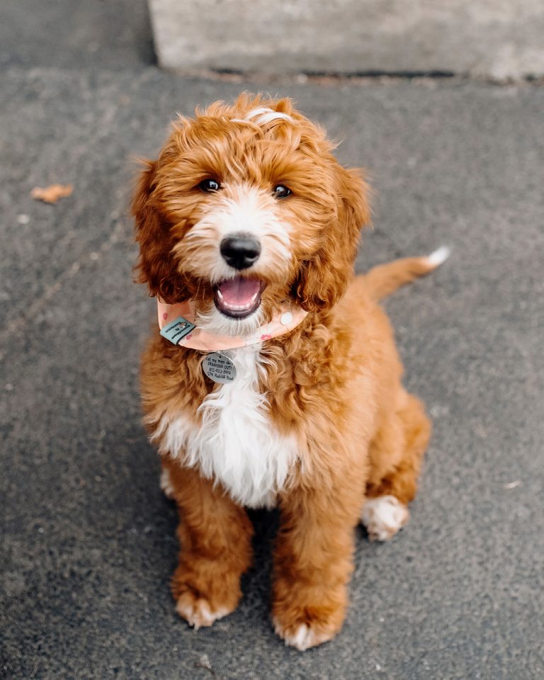 Goldendoodle Appearance - Goldendoodle Association of North America