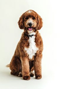 Goldendoodle Appearance - Goldendoodle Association of North America