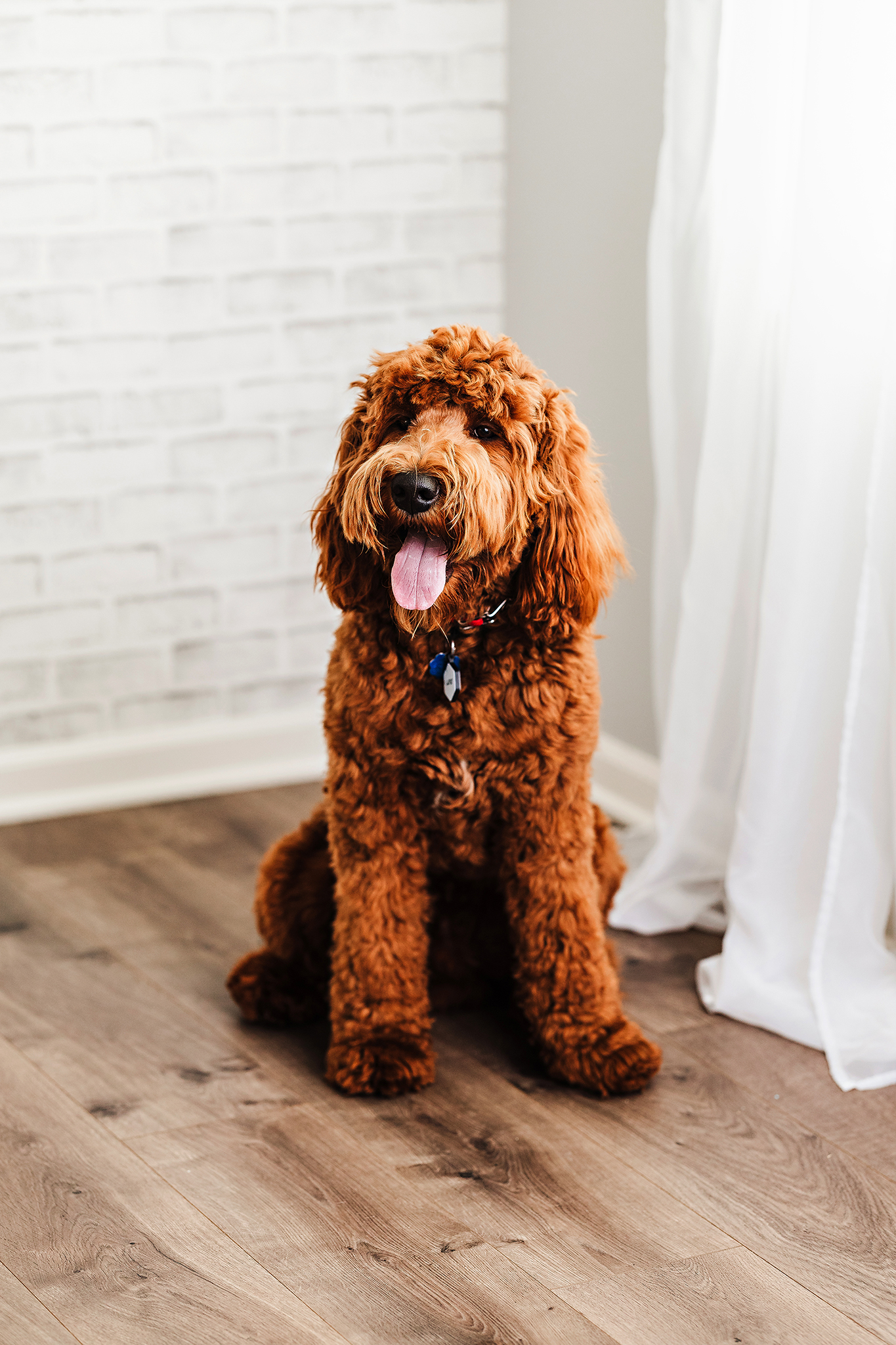 History of the Goldendoodle - Goldendoodle Association of North America History of the Goldendoodle - Goldendoodle Association of North America