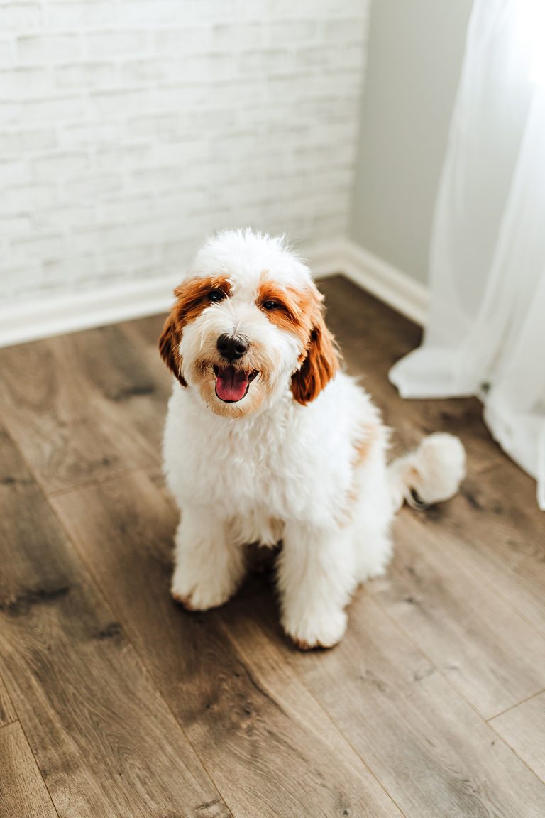 Goldendoodle Appearance - Goldendoodle Association of North America