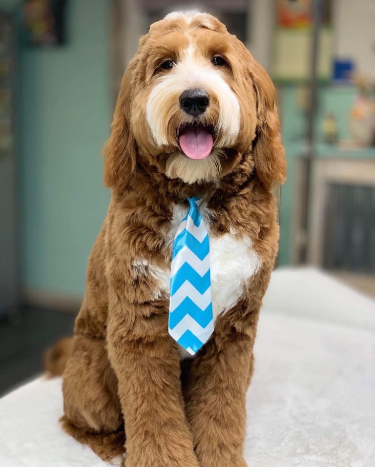 Goldendoodle Appearance - Goldendoodle Association of North America