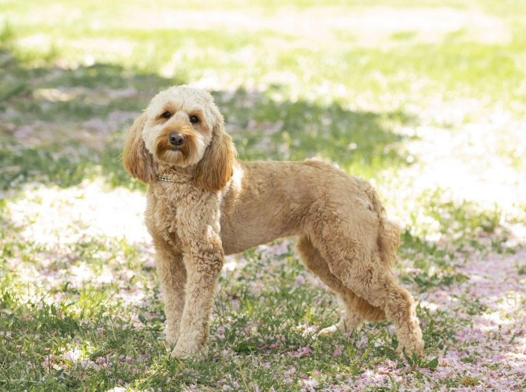 Goldendoodle Appearance - Goldendoodle Association of North America