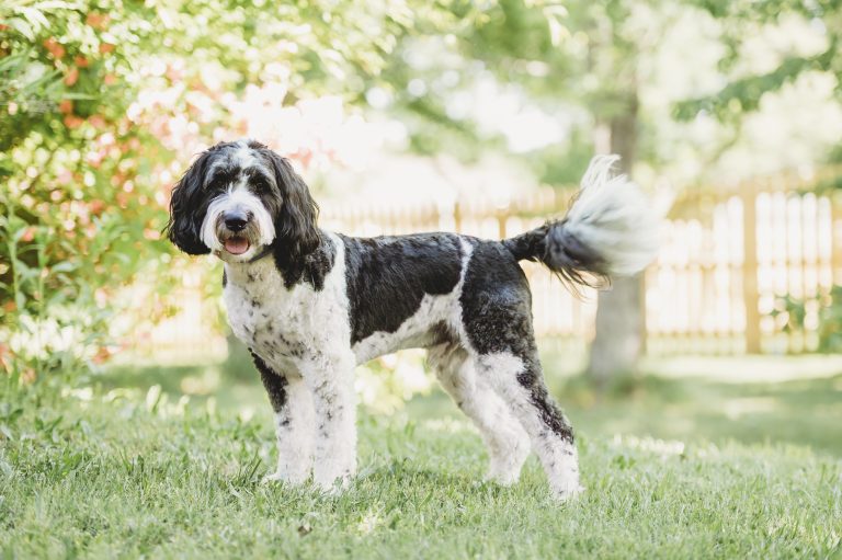 Goldendoodle Appearance - Goldendoodle Association of North America