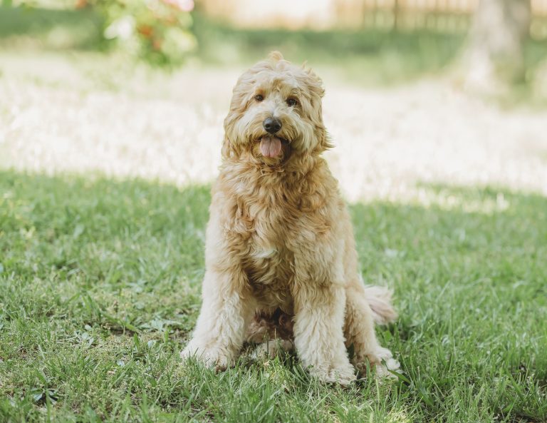 Goldendoodle Appearance - Goldendoodle Association of North America