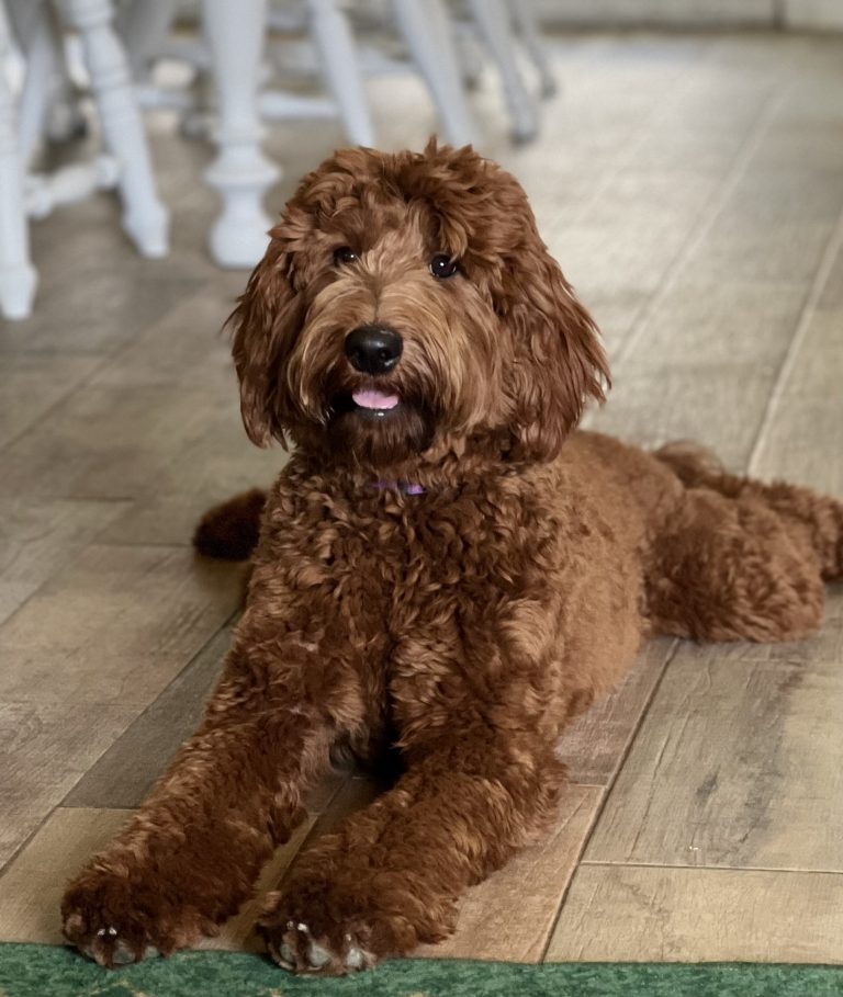 Goldendoodle Appearance - Goldendoodle Association of North America