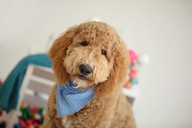 Goldendoodle Appearance - Goldendoodle Association of North America