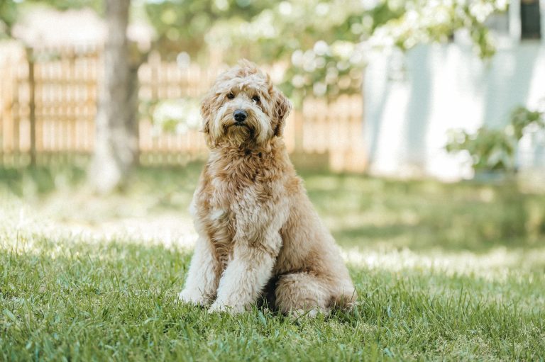 Goldendoodle Appearance - Goldendoodle Association of North America