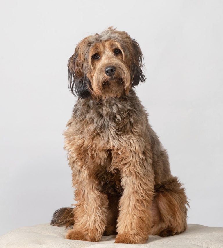 Goldendoodle Appearance - Goldendoodle Association of North America