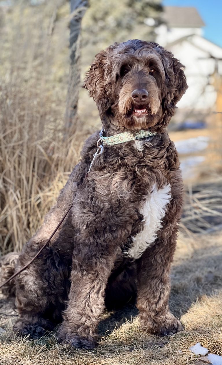 Goldendoodle Appearance - Goldendoodle Association of North America