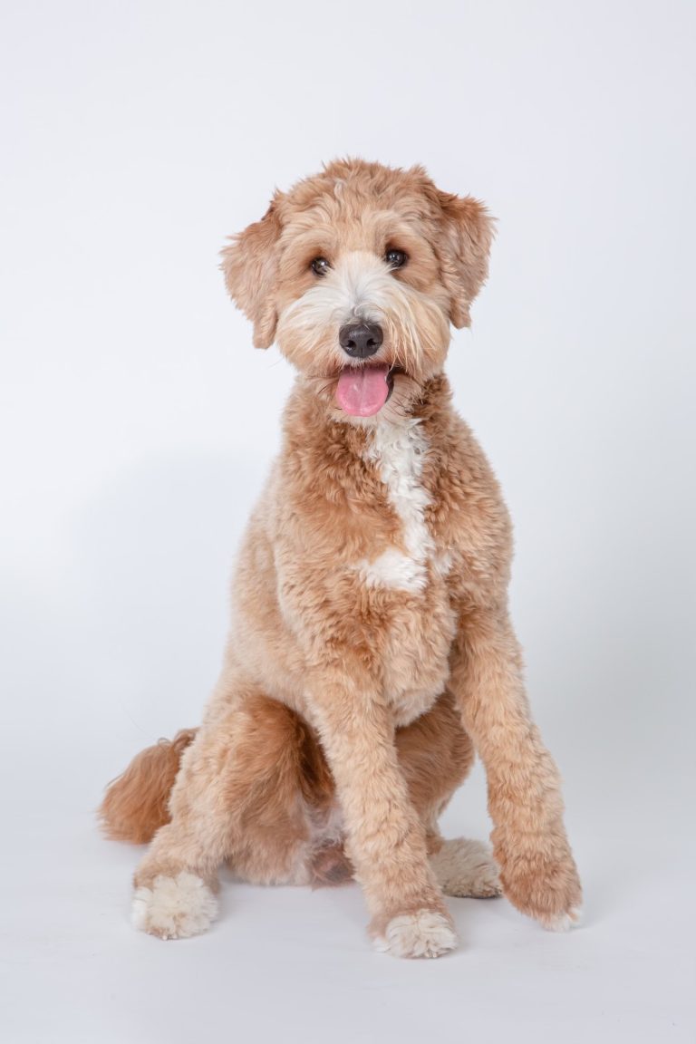 Goldendoodle Appearance - Goldendoodle Association of North America