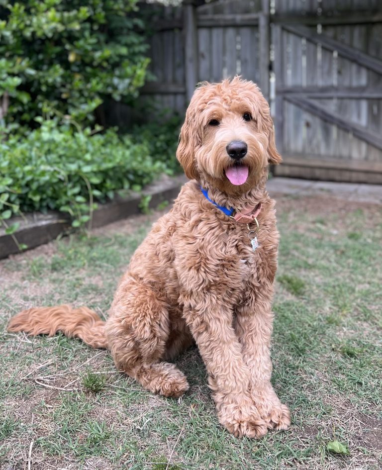 Goldendoodle Appearance - Goldendoodle Association of North America