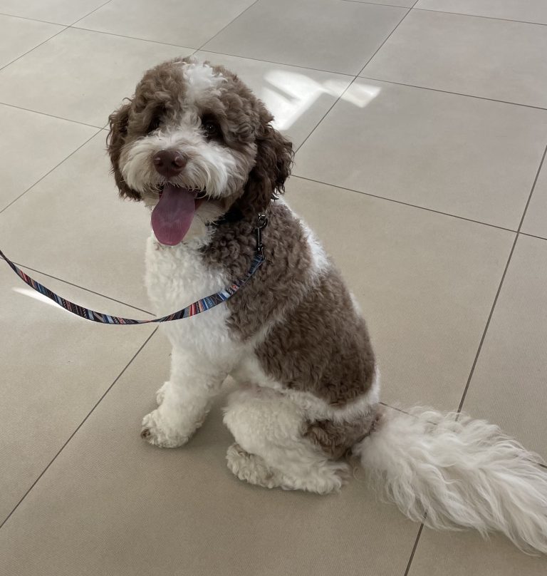 Goldendoodle Appearance - Goldendoodle Association of North America