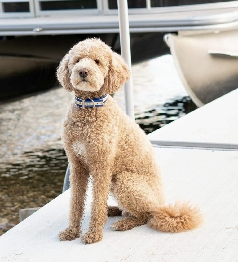 Goldendoodle Appearance - Goldendoodle Association of North America