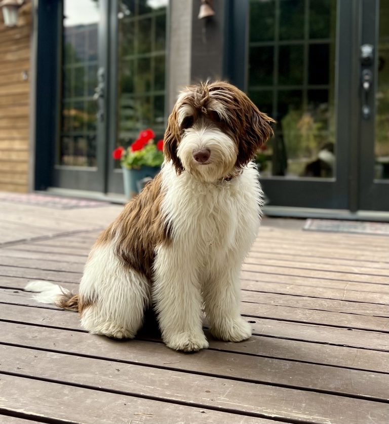 Goldendoodle Appearance - Goldendoodle Association of North America