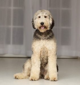 Goldendoodle Appearance - Goldendoodle Association of North America