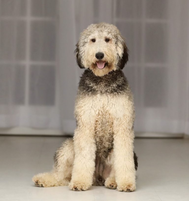 Goldendoodle Appearance - Goldendoodle Association of North America