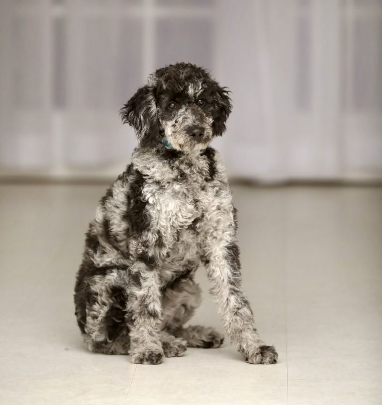 Goldendoodle Appearance - Goldendoodle Association of North America