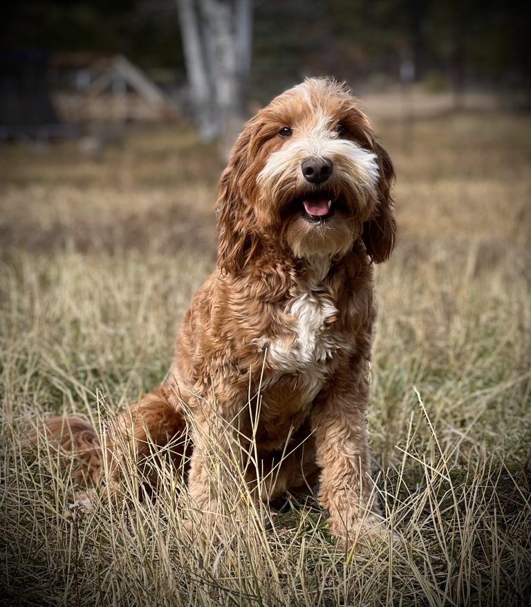 Goldendoodle Appearance - Goldendoodle Association of North America