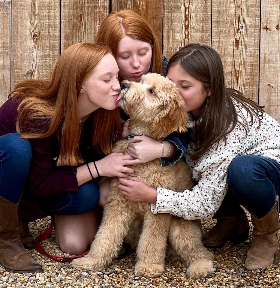 Goldendoodle Generations - Goldendoodle Association of North America
