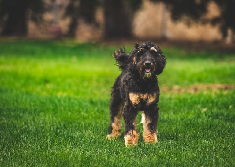 Goldendoodle Appearance - Goldendoodle Association of North America