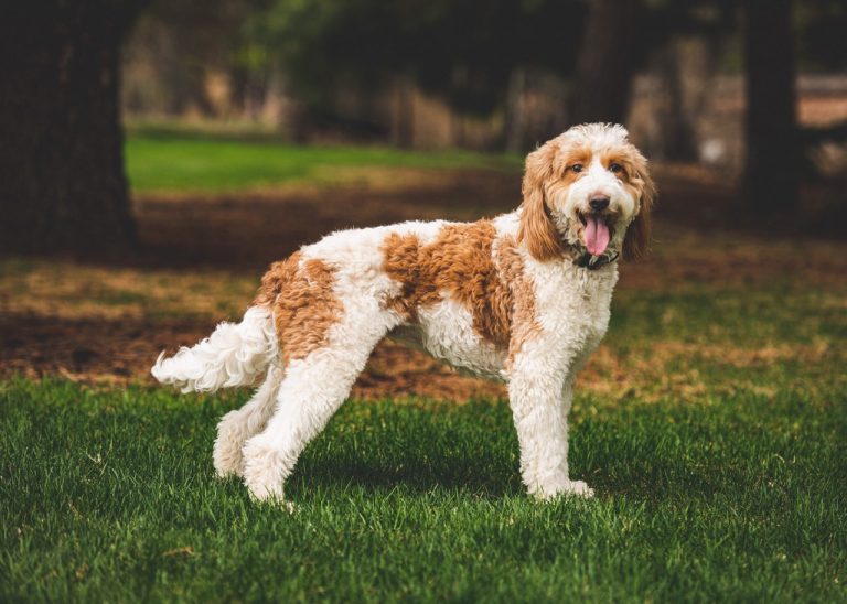 Goldendoodle Appearance - Goldendoodle Association of North America