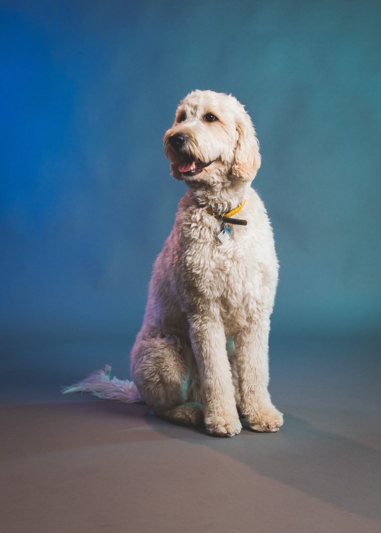 Goldendoodle Appearance - Goldendoodle Association of North America