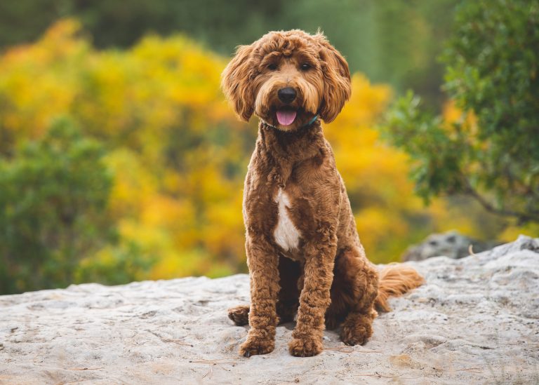 Goldendoodle Appearance - Goldendoodle Association of North America