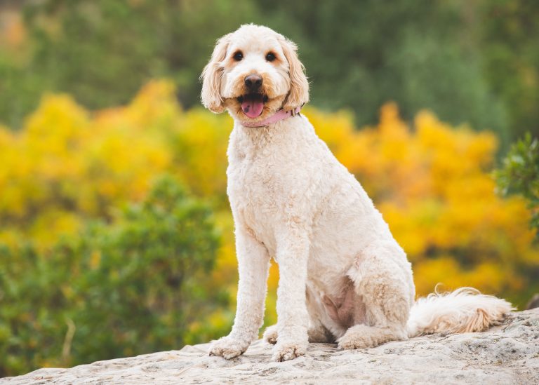 Goldendoodle Appearance - Goldendoodle Association of North America
