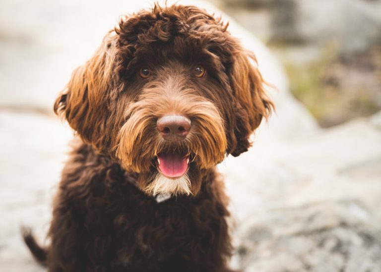Goldendoodle Appearance - Goldendoodle Association of North America
