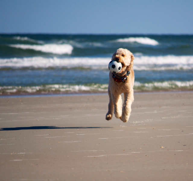 Goldendoodle Association of North America (GANA)