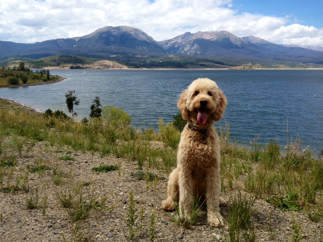 History of the Goldendoodle - Goldendoodle Association of North America
