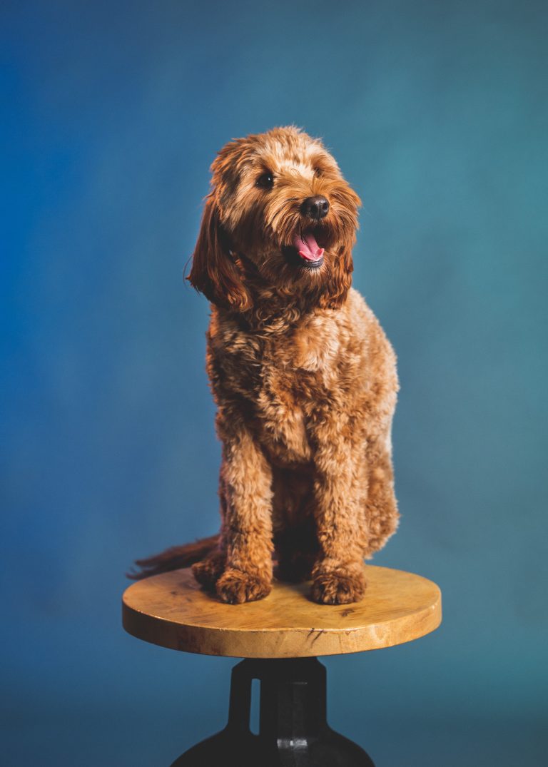 Goldendoodle Appearance - Goldendoodle Association of North America