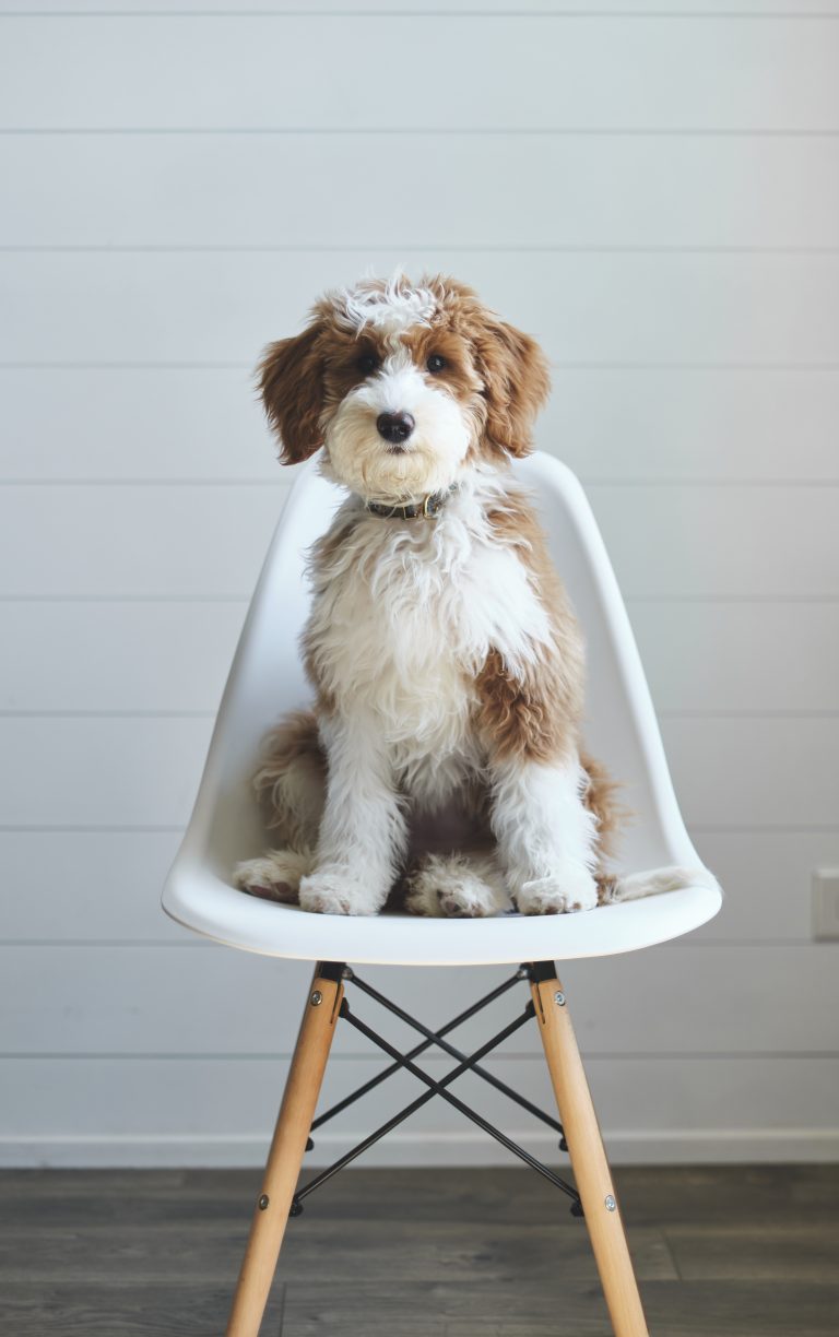 Goldendoodle Breed Standard - Goldendoodle Association of North America