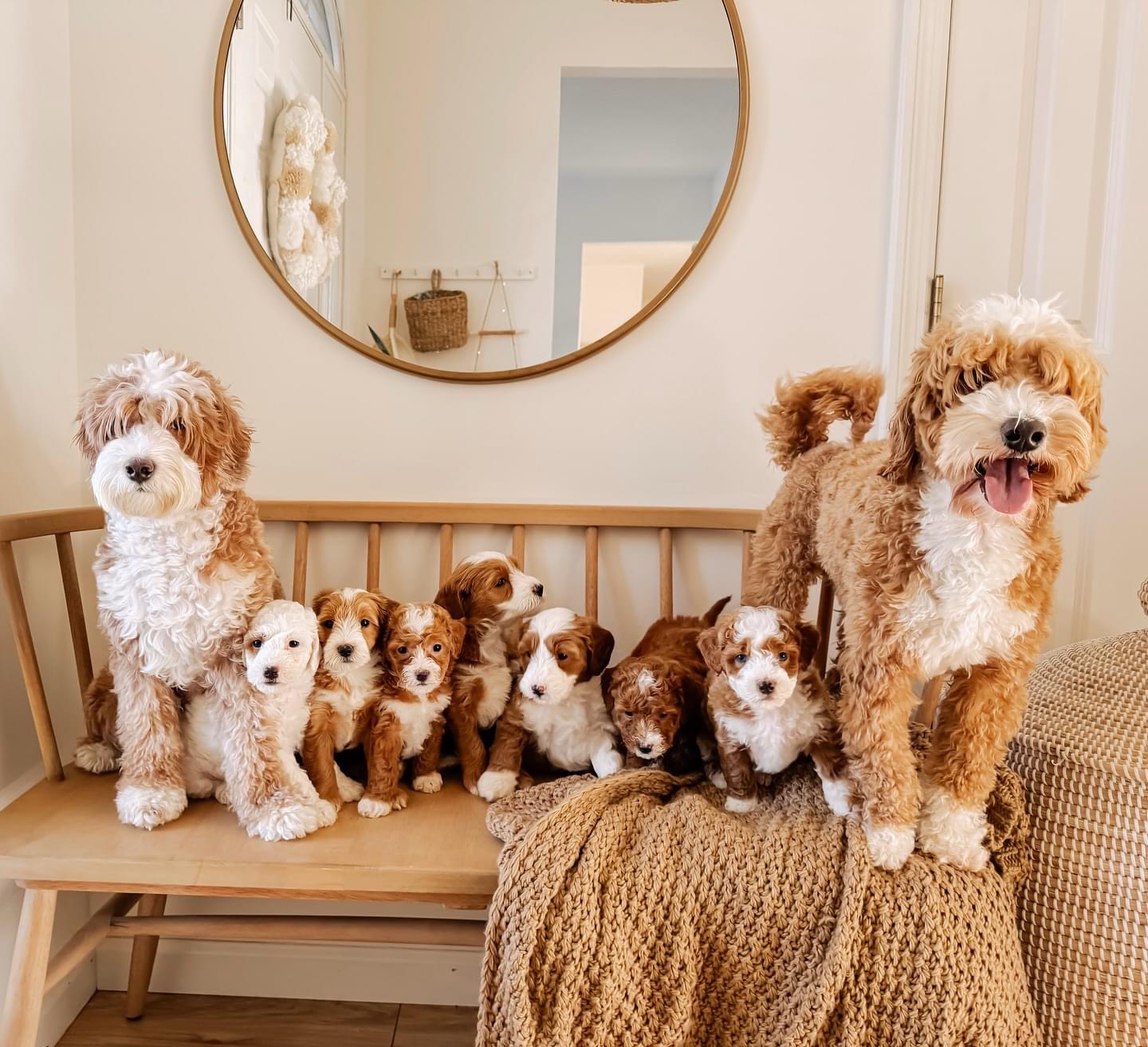 Why Own a Goldendoodle? - Goldendoodle Association of North America