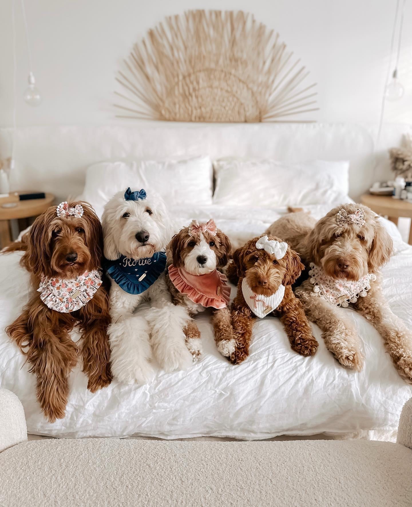 Goldendoodle Generations - Goldendoodle Association of North America