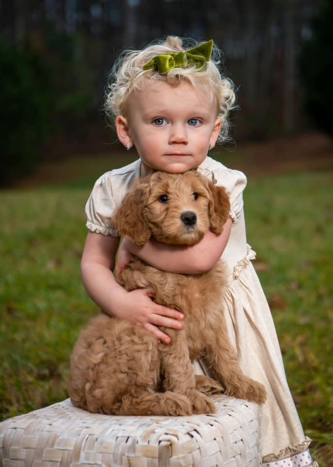 The Goldendoodle Society - Goldendoodle Association of North America