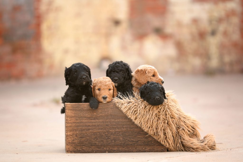 History of the Goldendoodle - Goldendoodle Association of North America