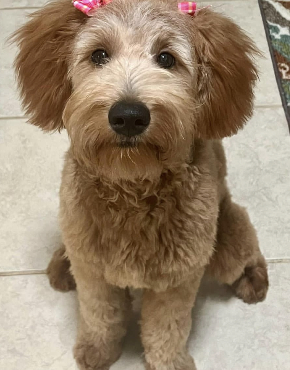 GANA Breeder Directory - Goldendoodle Association of North America