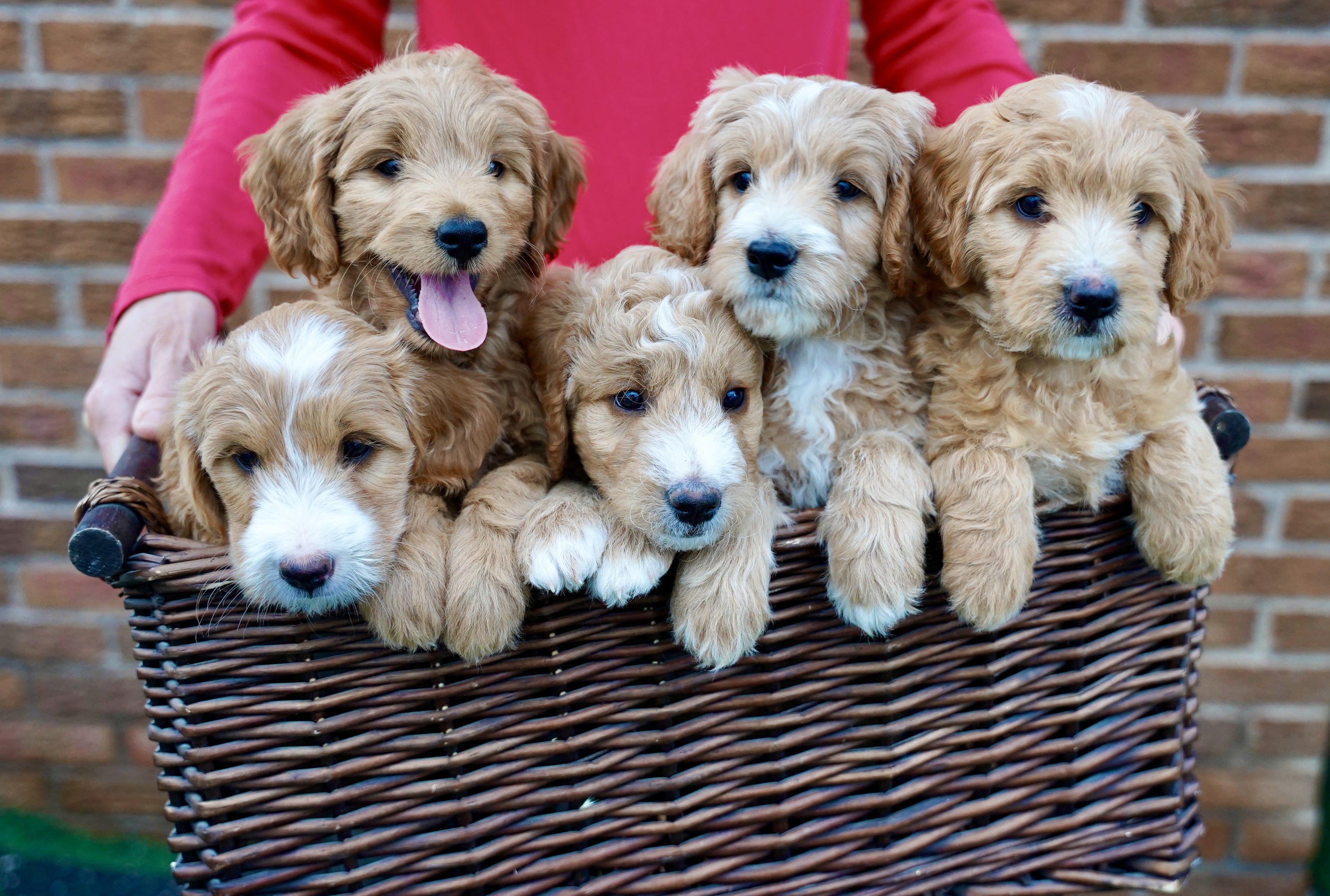 GANA Breeder Directory - Goldendoodle Association of North America
